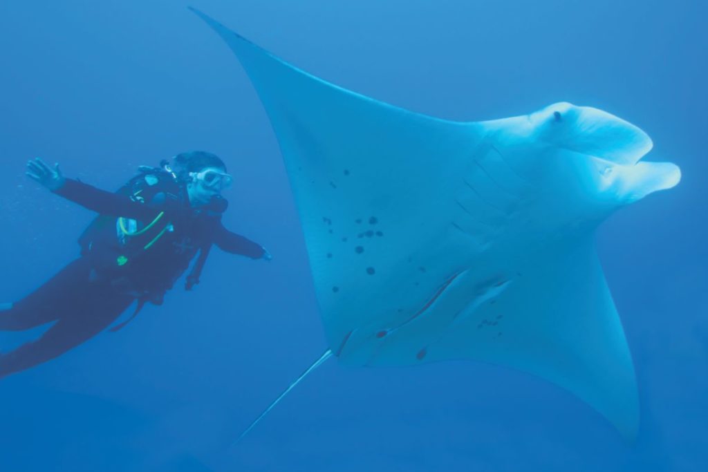 Sodwana Bay Diving | South Africa's Top Dive Spot 🌊