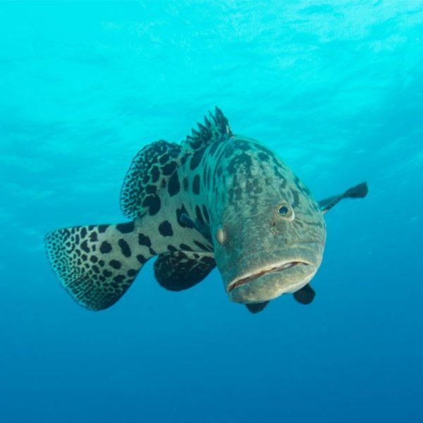 Sodwana Bay Diving | South Africa's Top Dive Spot 🌊