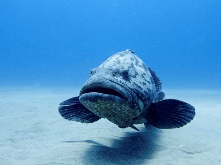 Sodwana Bay Diving | South Africa's Top Dive Spot 🌊