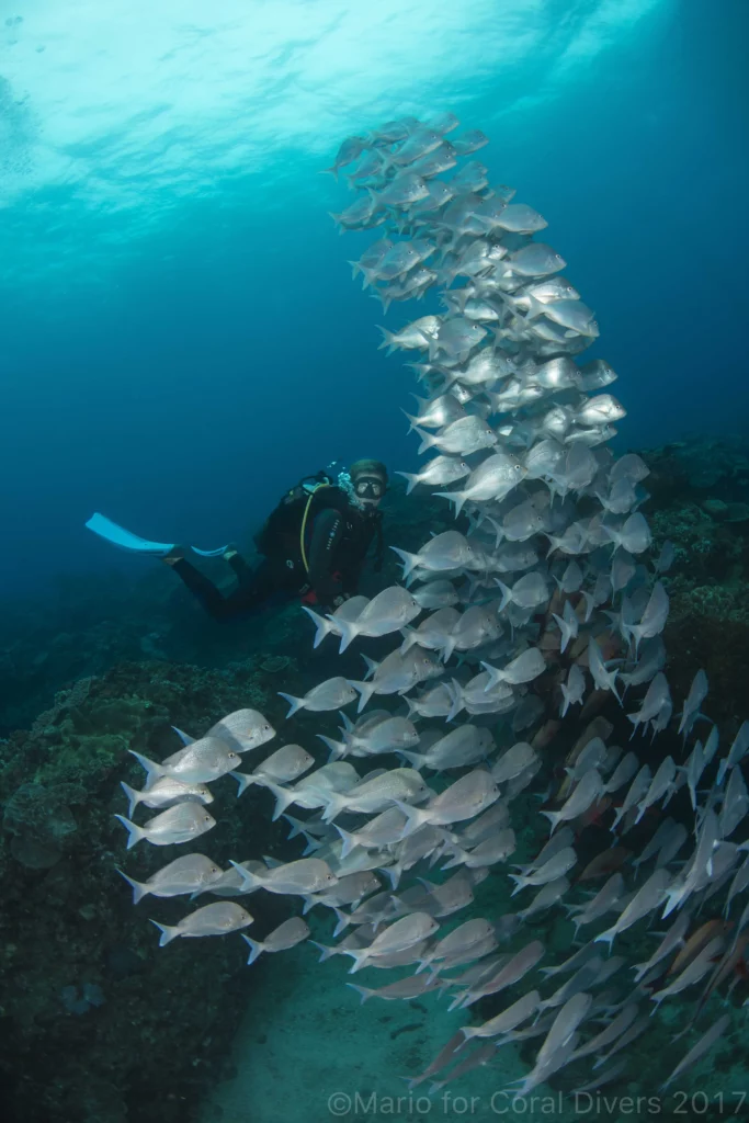 Get Started Scuba Diving | Ultimate Beginner's Guide 🌊